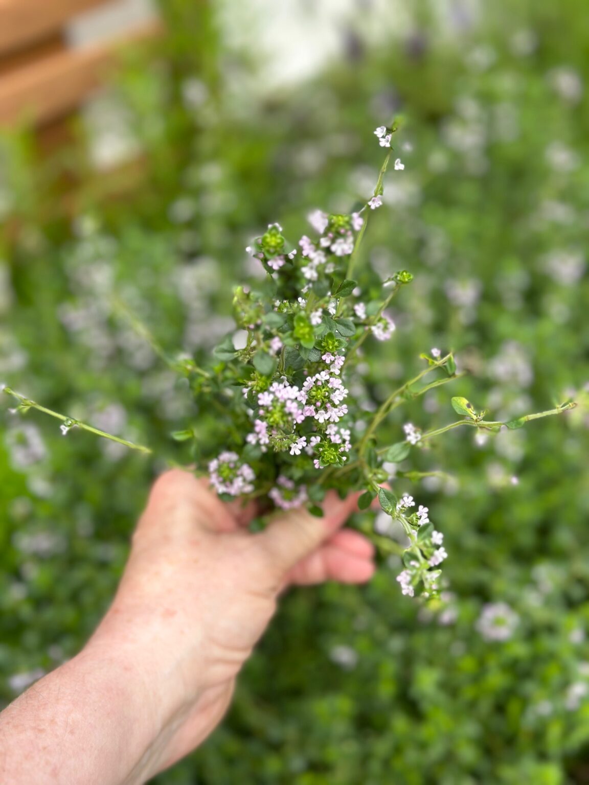 Flower Fillers: 30 Best Options for Stunning Arrangements (Pro Tips ...