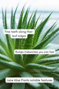 The Ultimate Guide to Lace Aloe Plant (Aristaloe aristata): Care ...