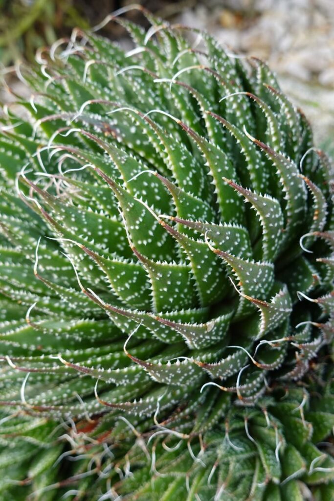 The Ultimate Guide to Lace Aloe Plant (Aristaloe aristata): Care ...