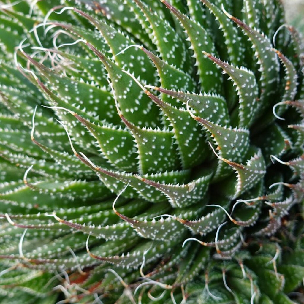 The Ultimate Guide to Lace Aloe Plant (Aristaloe aristata): Care ...