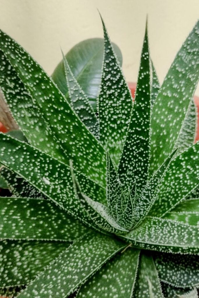 The Ultimate Guide to Lace Aloe Plant (Aristaloe aristata): Care ...