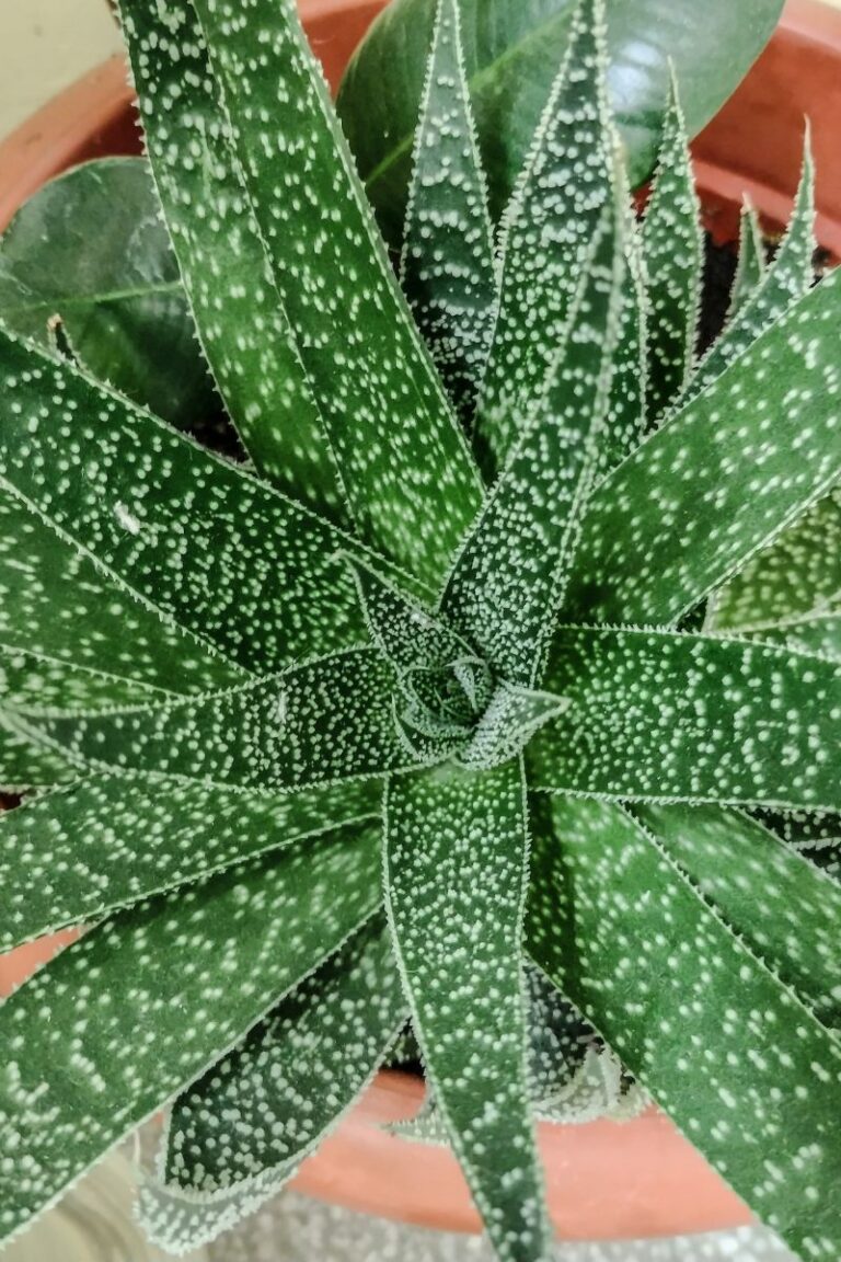 The Ultimate Guide to Lace Aloe Plant (Aristaloe aristata): Care ...