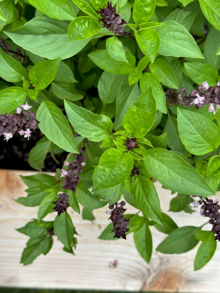 Basil Flowers: When to Cut Them and When to Let Them Bloom - Celebrated ...