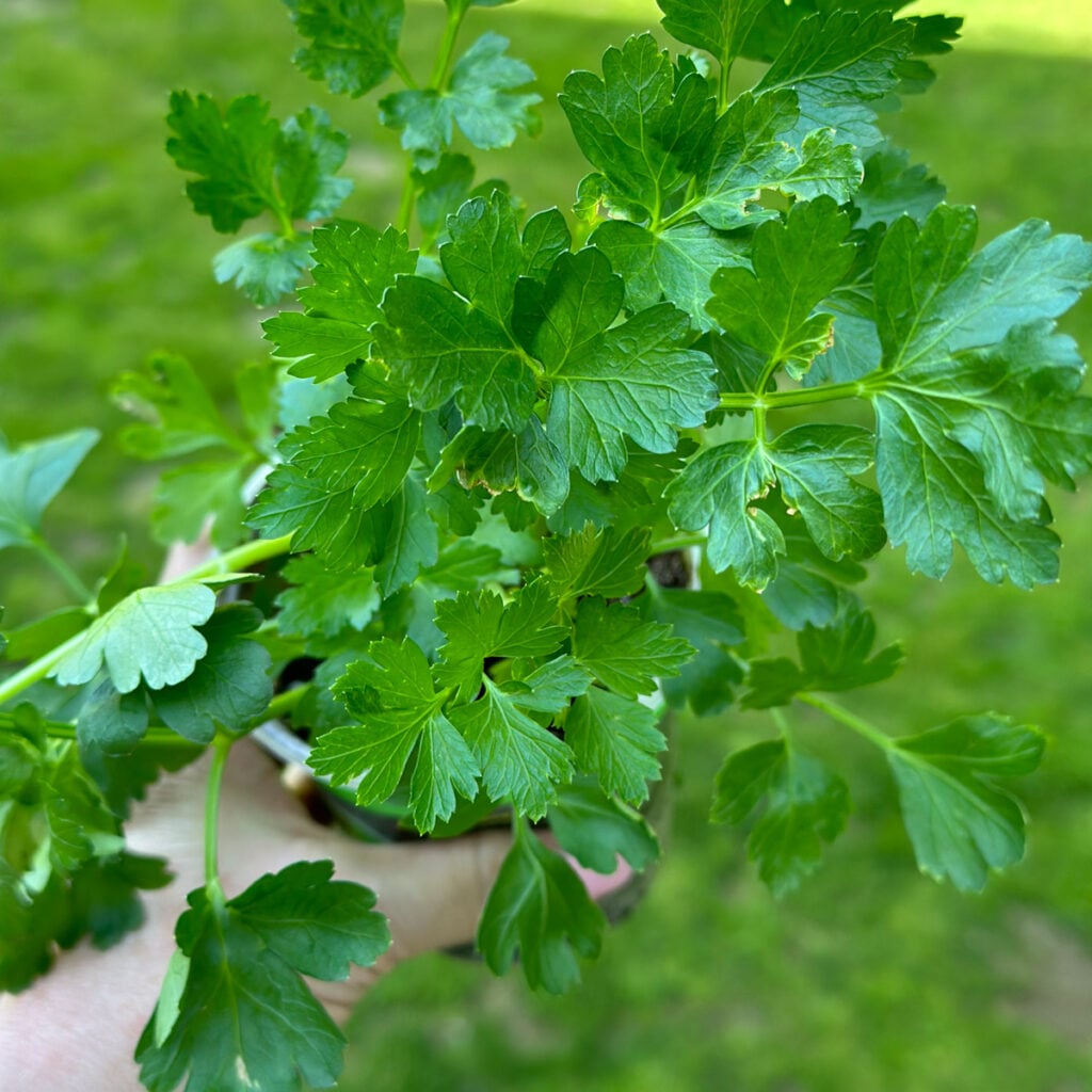 How to Grow Parsley (Simple Steps That Actually Work) - Celebrated Nest