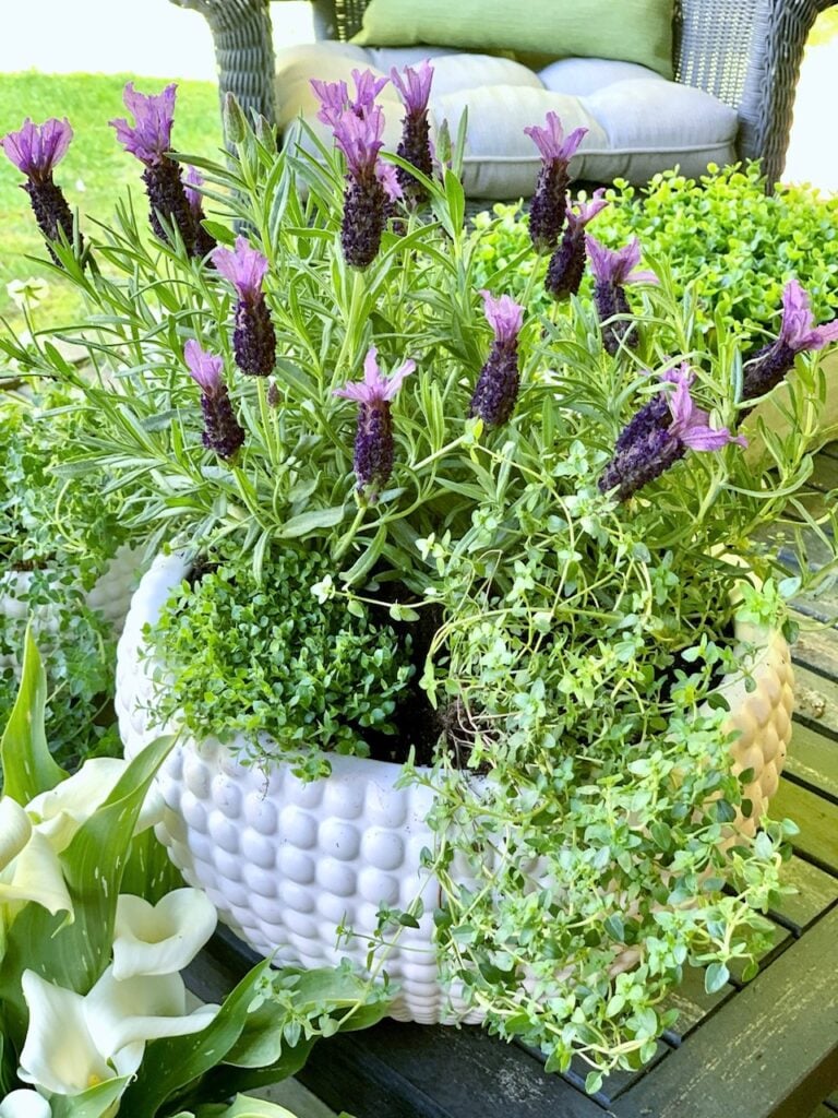 How to Grow and Care for a Lavender Tree: Complete Guide for Indoor and ...