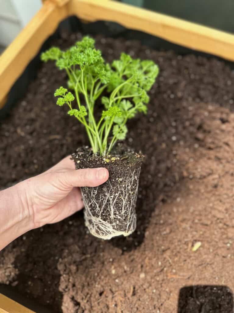 How to Grow Parsley (Simple Steps That Actually Work) - Celebrated Nest