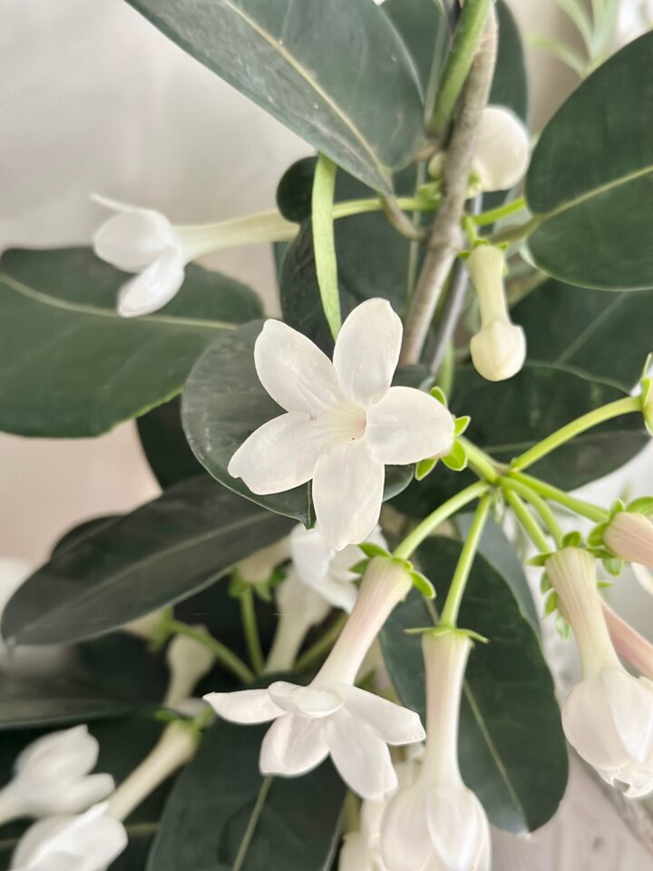 Stephanotis Plant Care: How to Grow This Fragrant Vine Indoors ...