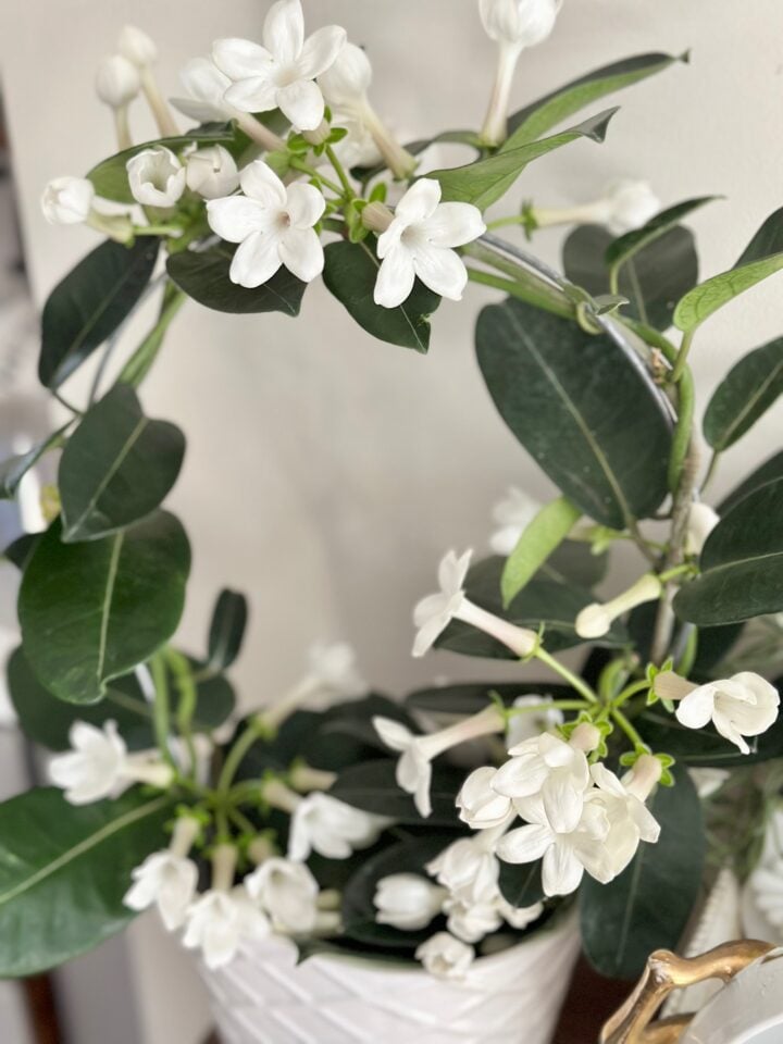 Stephanotis Plant Care: How to Grow This Fragrant Vine Indoors ...