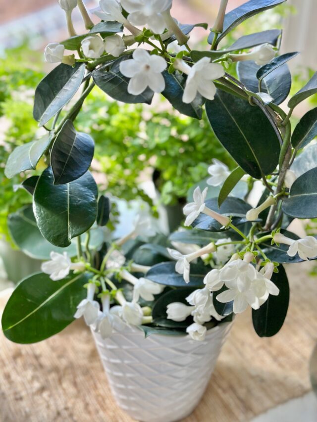Stephanotis Plant Care: How to Grow This Fragrant Vine Indoors ...