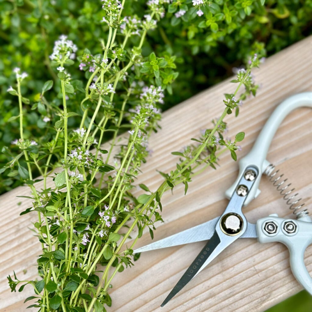 How to Chop Thyme (Quick and Easy) - Celebrated Nest