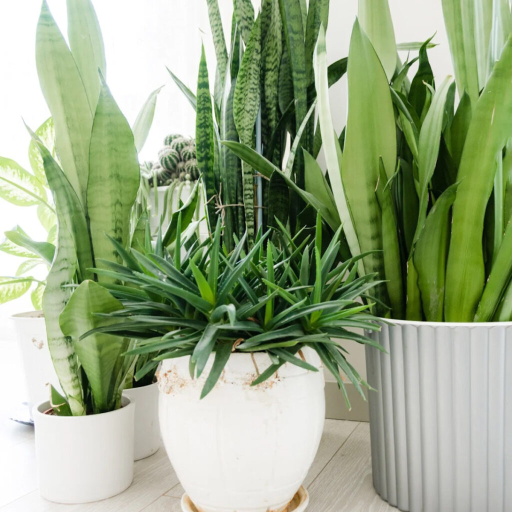 The Ultimate Guide to Lace Aloe Plant (Aristaloe aristata): Care ...