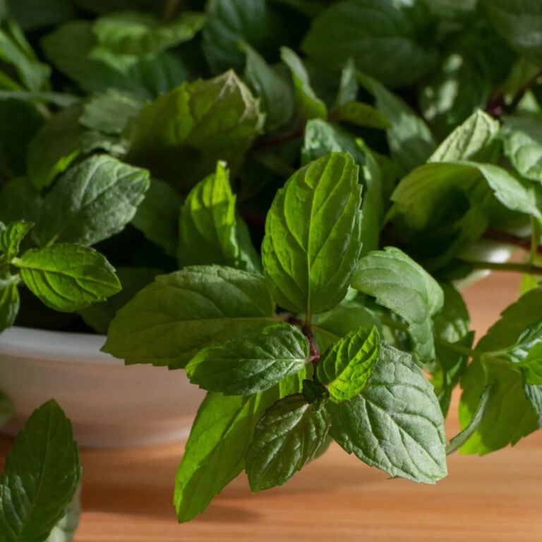 Orange Mint Plant Guide: Grow and Enjoy This Fresh Citrus-Scented Herb ...