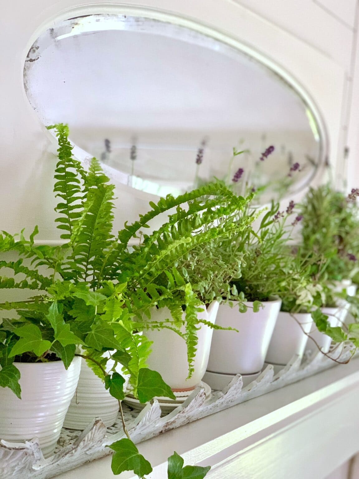 Why Is My Plant Drooping? Common Causes and How to Fix Them ...