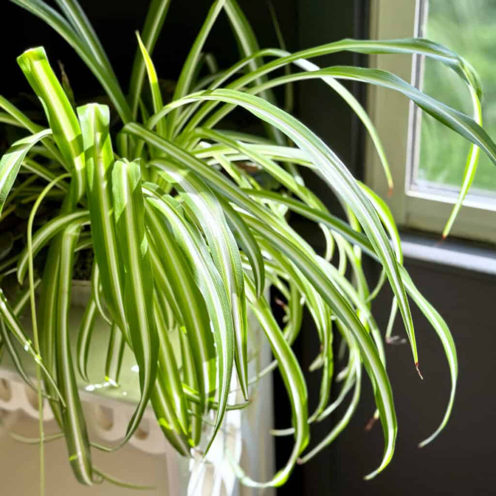 Spider Plant Care: An Easy Guide to Growing Healthy Spider Plants ...
