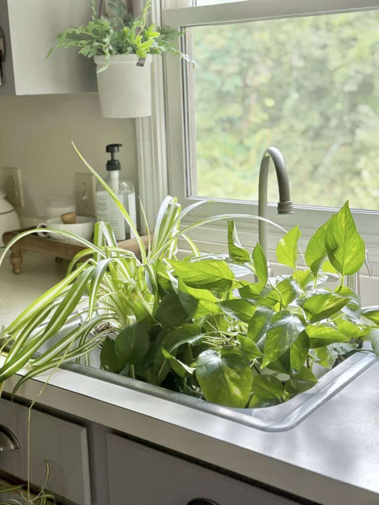 Why Is My Plant Drooping? Common Causes and How to Fix Them ...