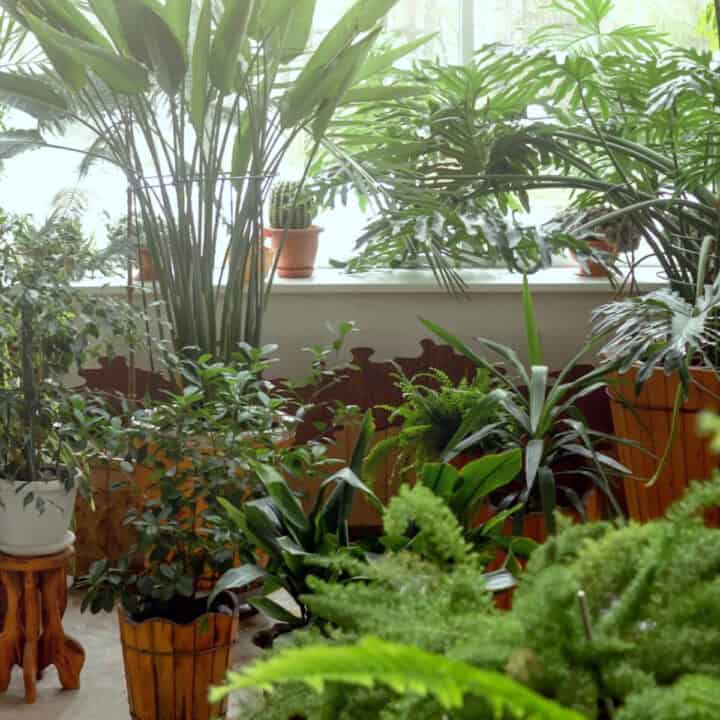 Common Indoor Plants That Are Easy to Grow at Home - Celebrated Nest