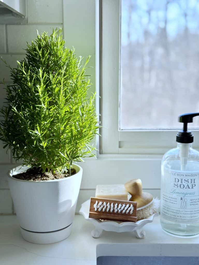 How to Keep a Rosemary Tree Alive Indoors - Celebrated Nest