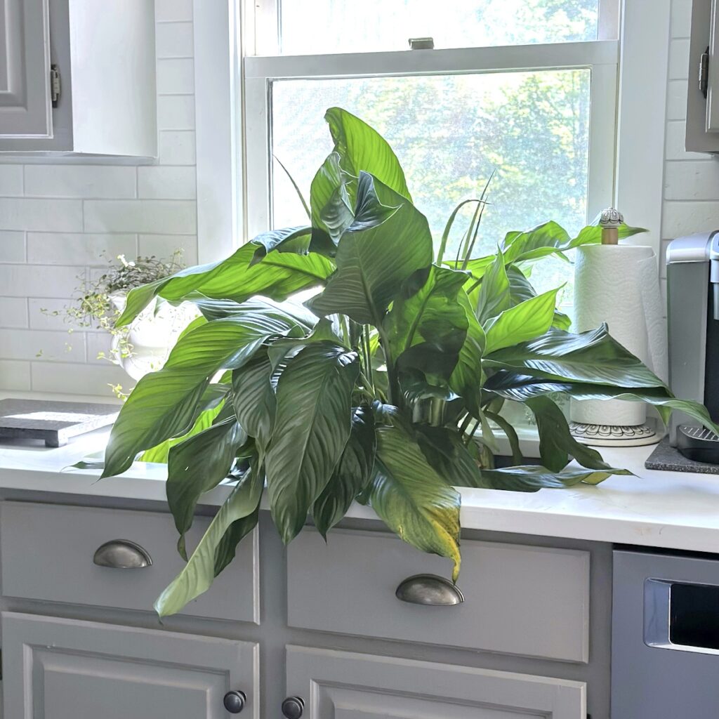 How Often Should You Water Peace Lily Plants? - Celebrated Nest