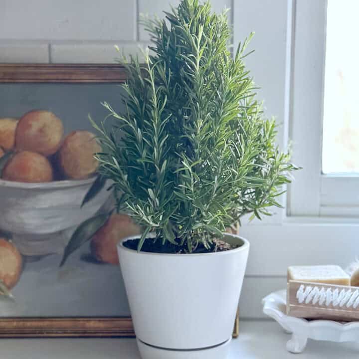 How to Keep a Rosemary Tree Alive Indoors - Celebrated Nest