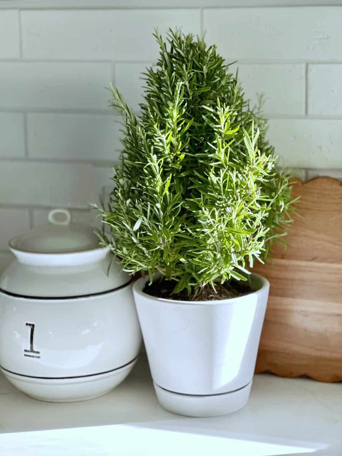 How to Keep a Rosemary Tree Alive Indoors - Celebrated Nest