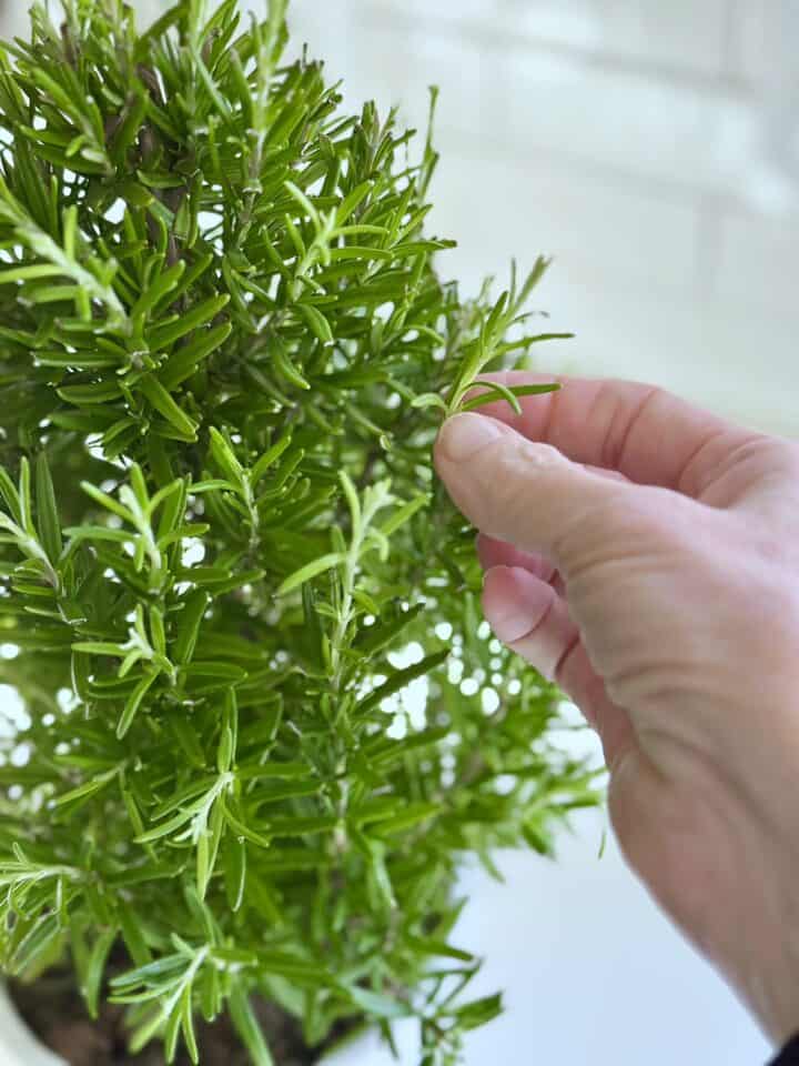 How to Keep a Rosemary Tree Alive Indoors - Celebrated Nest
