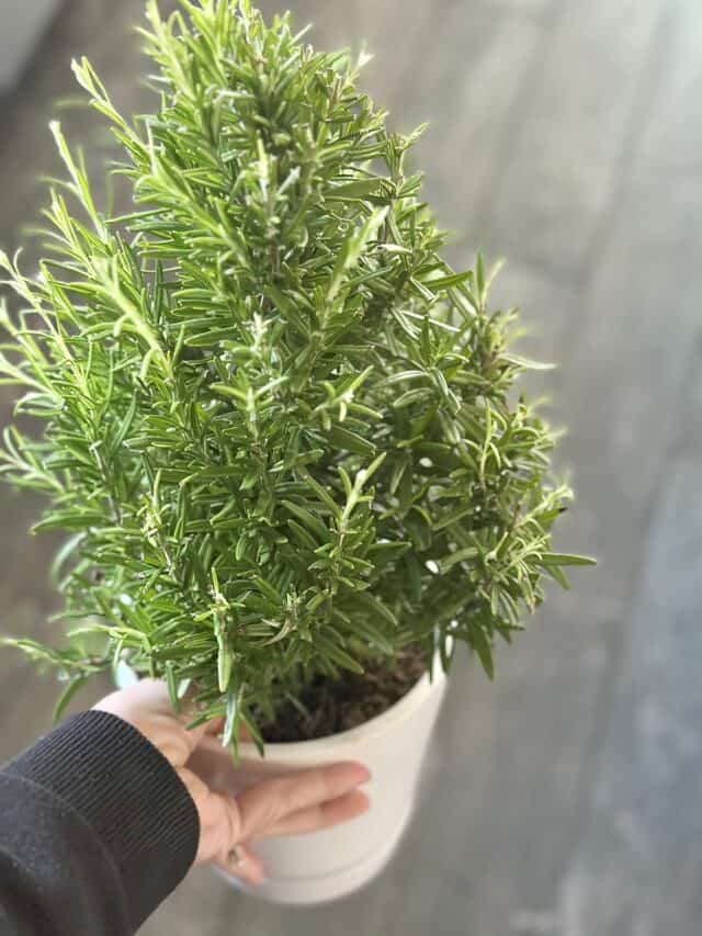 How to Keep a Rosemary Tree Alive Indoors - Celebrated Nest