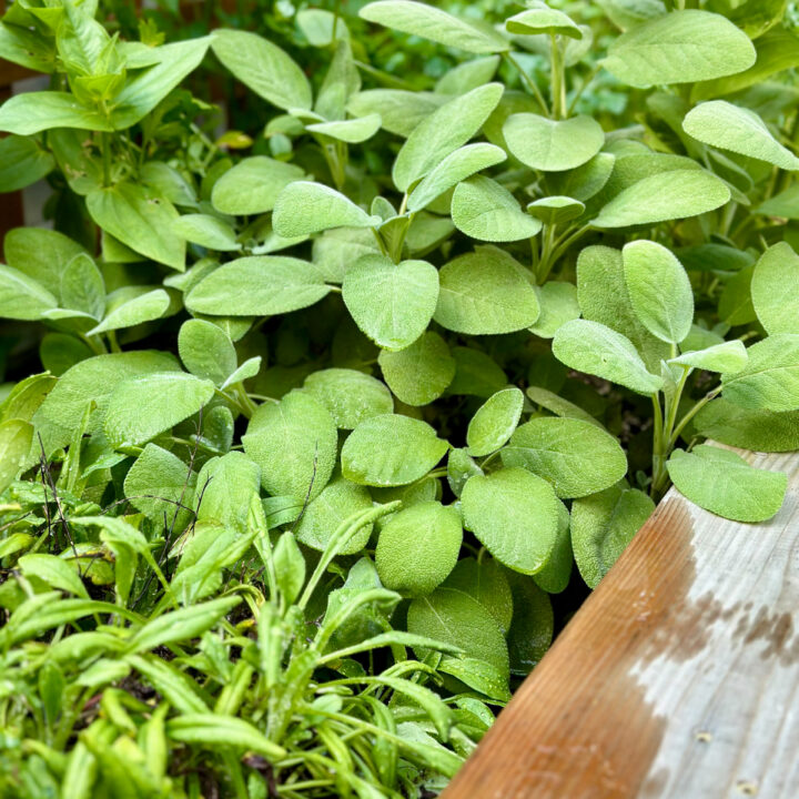 Sage Companion Plants: What Grows Well With Sage? - Celebrated Nest